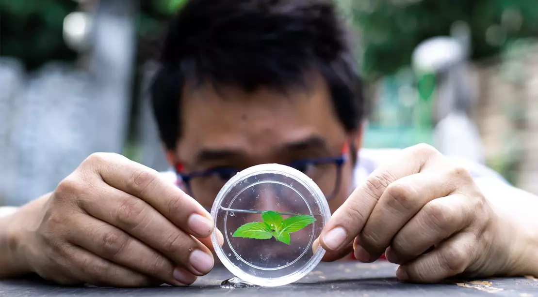 Man-Observing-Leaf-Mint-In-Petridish