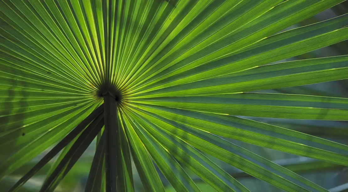 Saw Palmetto GettyImages 126541613