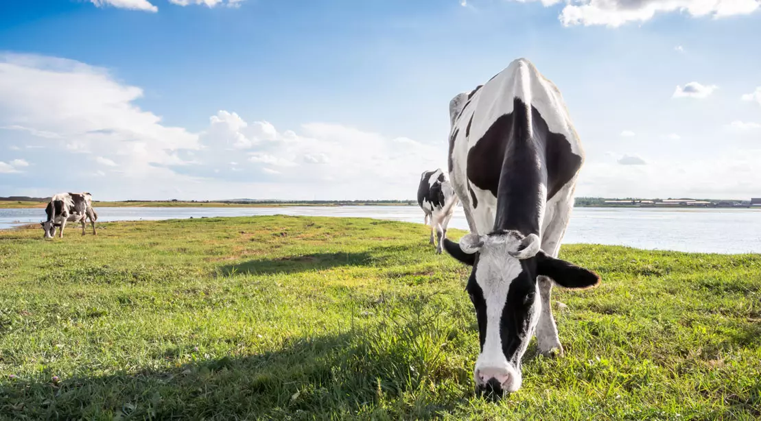 Lembu yang diberi makan rumput 919729444